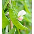 Earthcare Seeds - Pea Oregon Sugar Pod II Snow Pea 50 Seeds (Pisum ...