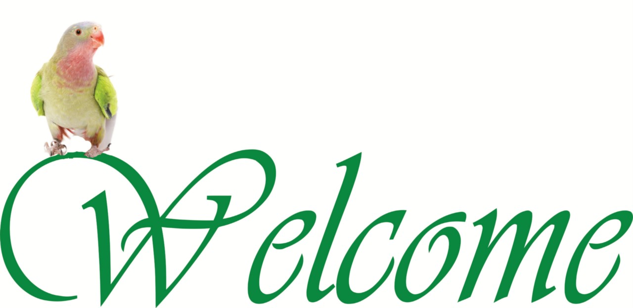 Do It Yourself Wall Decal Sticker Parrot With Welcome Sign 8x20 ...