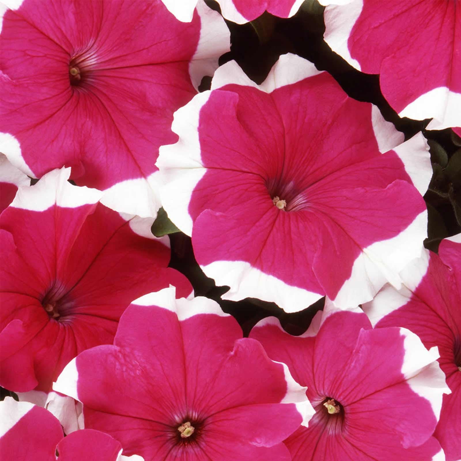 Petunia - Dream Series Flower Garden Seed - 1000 Pelleted Seeds - Rose ...