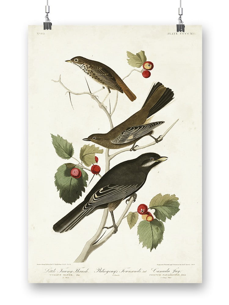 Little Tawny Thrush Poster - John James Audubon Designs, - Walmart.com