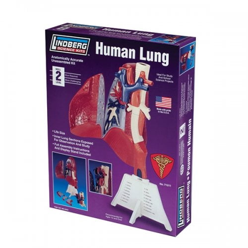 Click here for Zm71311 - Human Lung Anatomy Model Kit Lindberg Un... prices