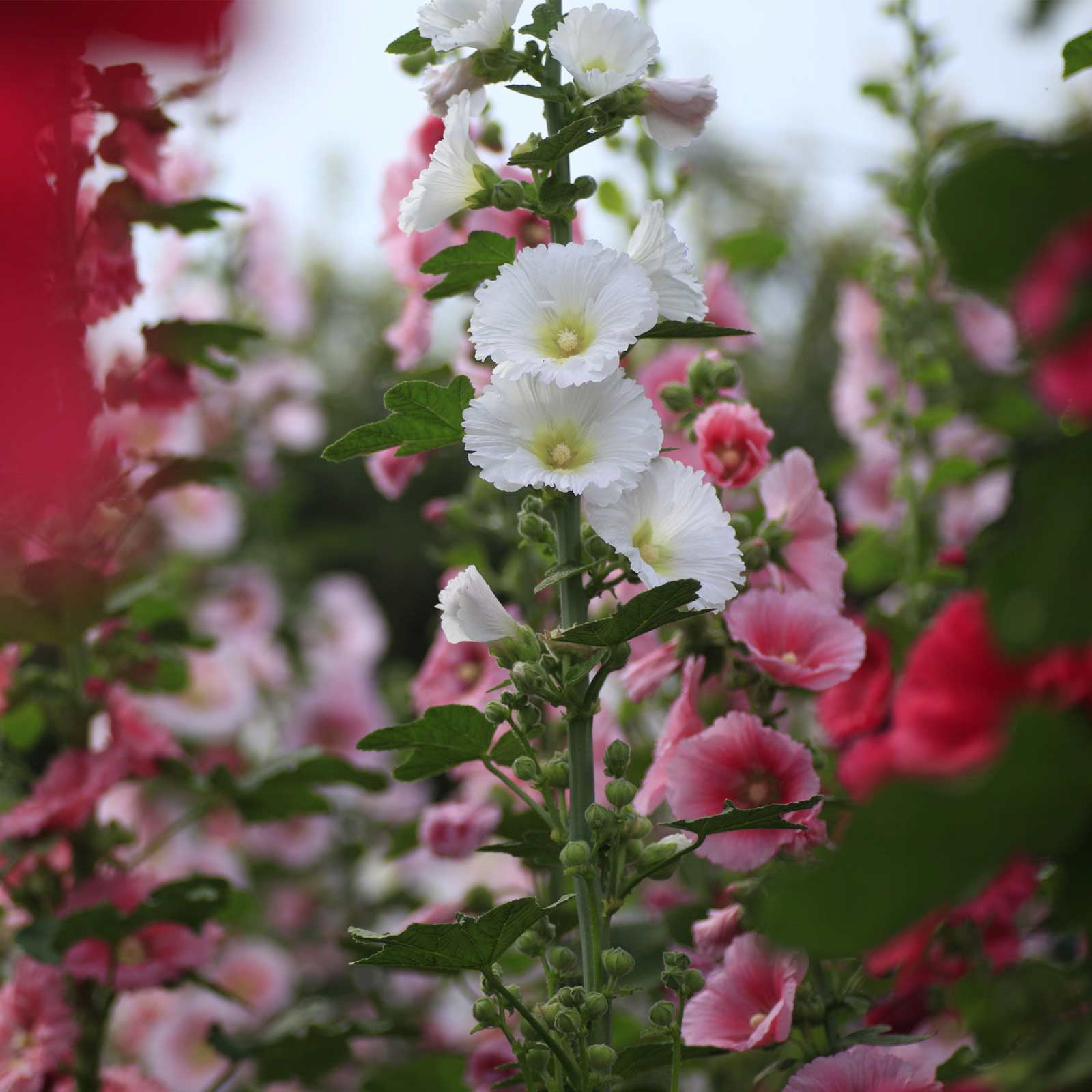Charter's Double Mixture Hollyhock Flower Garden Seeds - 1000 Seeds ...