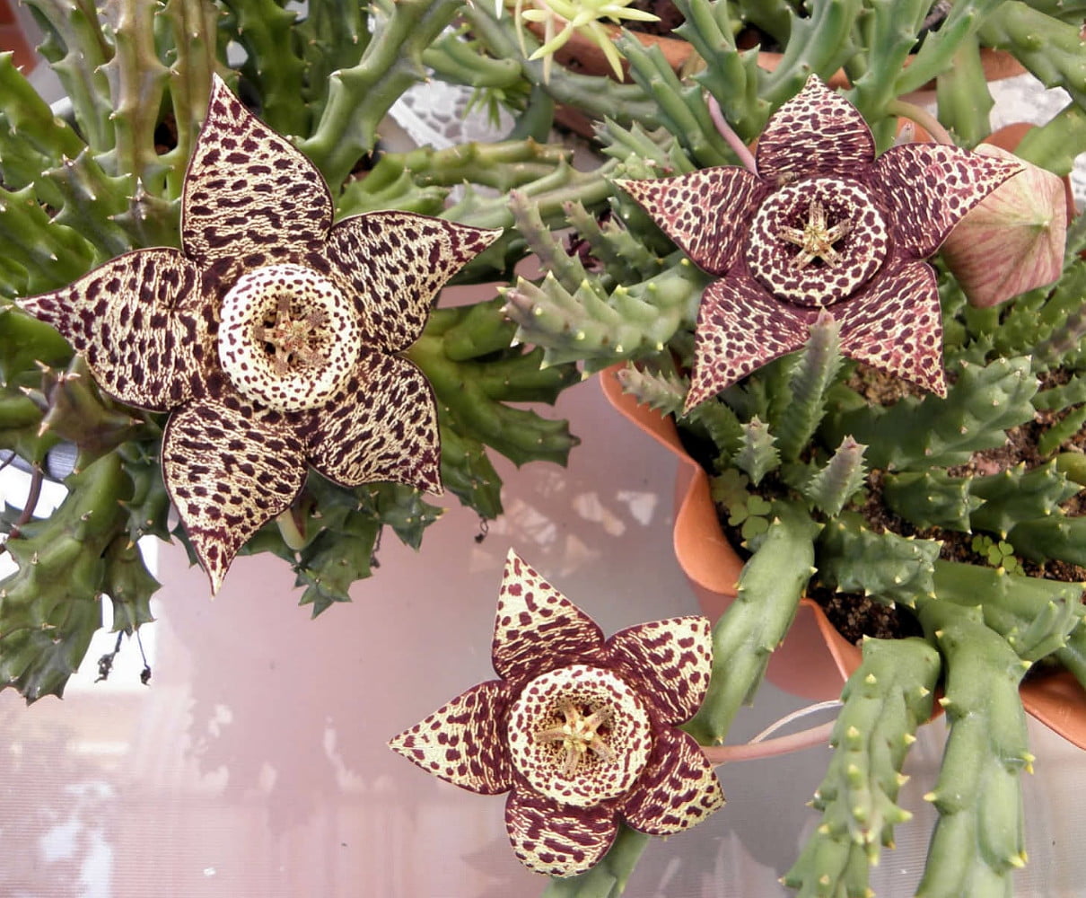 Star Cactus Flowers