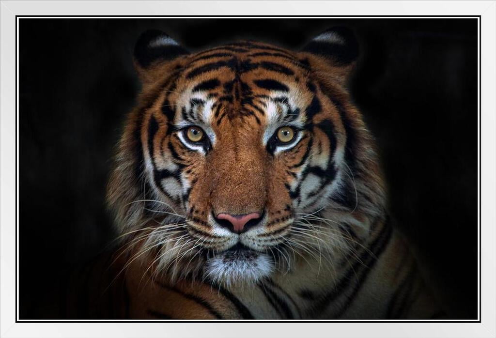 Sumatran Tiger Close Up Face Portrait Panthera Tigris Sumatrae Wild ...
