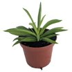 Taco Leaf Peperomia - Peperomia axilaris - Easy Succulent Houseplant ...
