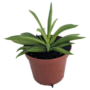 Taco Leaf Peperomia - Peperomia axilaris - Easy Succulent Houseplant ...
