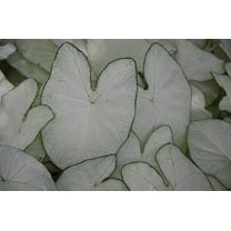 10 June Bride Fancy Caladium Bulbs for Planting - Exotic White Elephant ...
