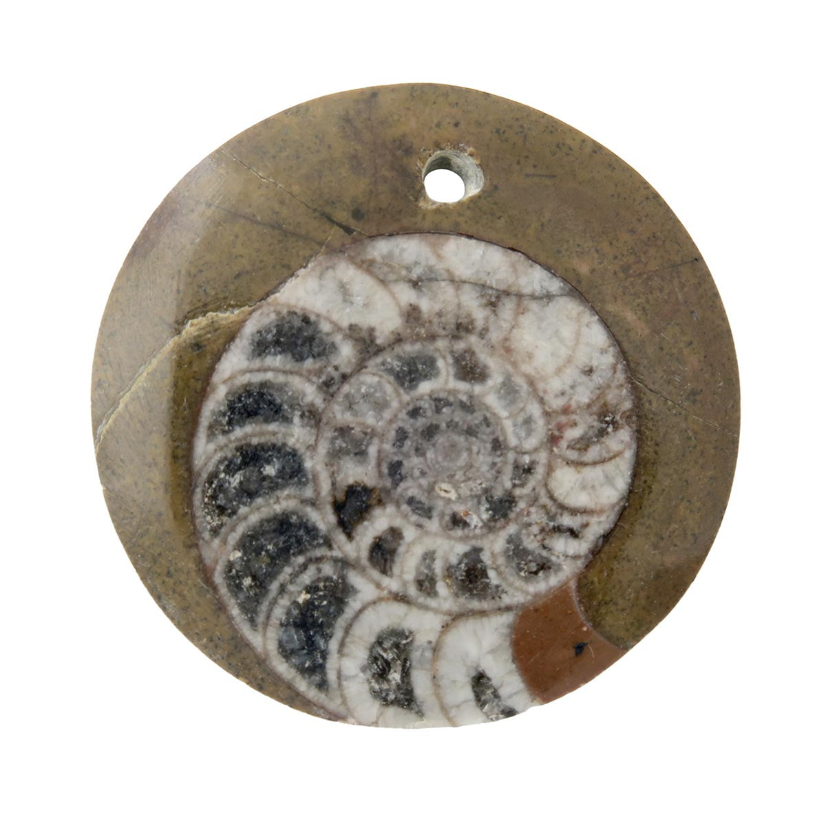 Ammonite Disc Pendant 1.5" - Walmart.com