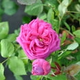 Heirloom Roses - Mme Isaac Pereire Bourbons Rose Bush - Live Rose Plant ...