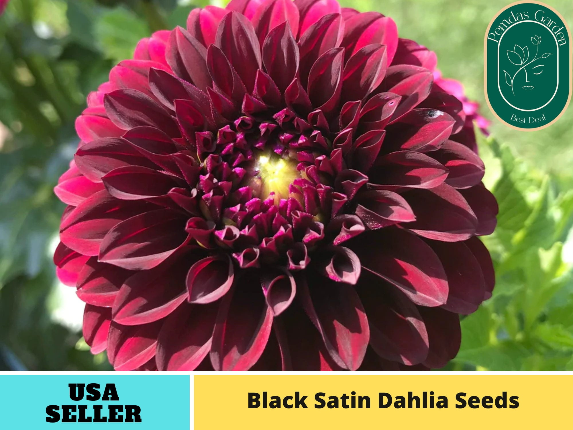 40+ Seeds| Black Satin Dahlia Dahlia Seeds - Authentic Seeds - Perennial~ GMO Free ~~Flower ...