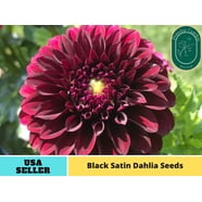 30 Seeds| Cherry red double knockout rose seeds #1408 | Seeds, Herbal ...