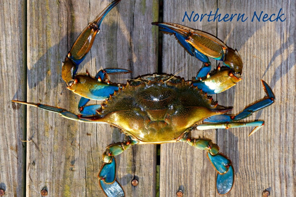 Northern Neck, Virginia, Blue Crab on Dock (36x54 Giclee Gallery Art ...