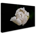 "White Parrot Tulip" Canvas Art by Kurt Shaffer - Walmart.com