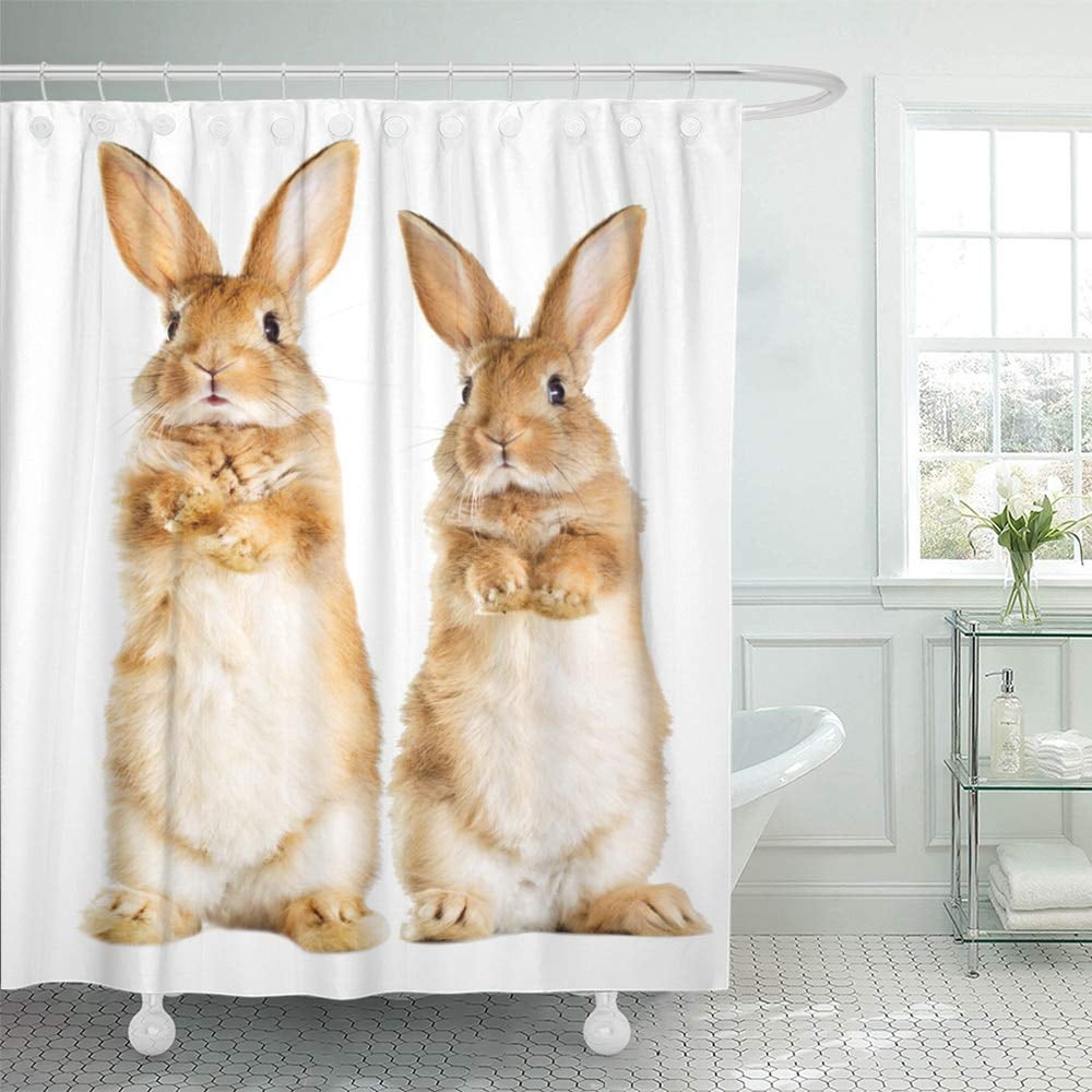 PKNMT Bunny Rabbit is Standing on Its Hind Legs Easter Funny Peeking ...