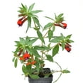 Cuphea Llavea Bat-faced Red Cuphea - 3" Pot Size - Perennial Flowers ...