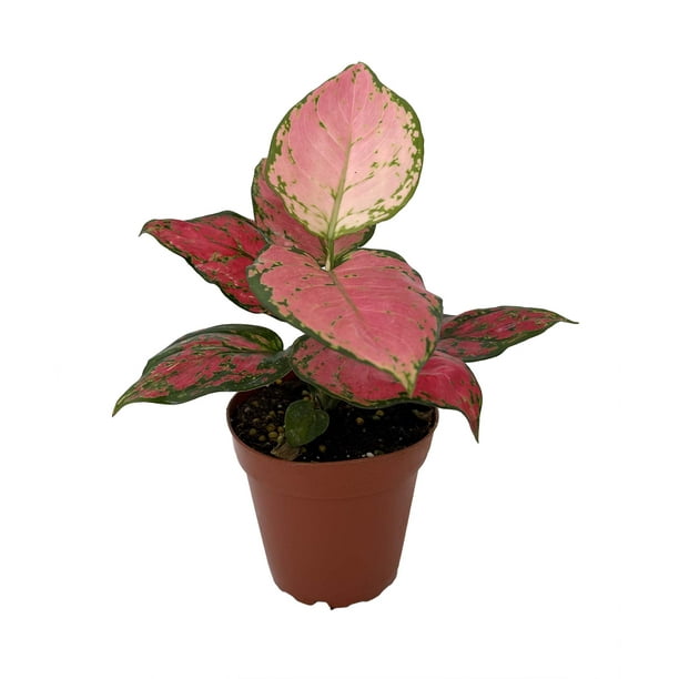 Red Lady Valentine Chinese Evergreen Plant - Aglaonema - 4" Pot ...