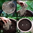 Frost Hardy Perennial - Polychromatic Hostas - Little Maintenance ...