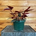 Begonia Angel Wing Benigo Pink, 6” Plant, The Plant Farm - Walmart.com