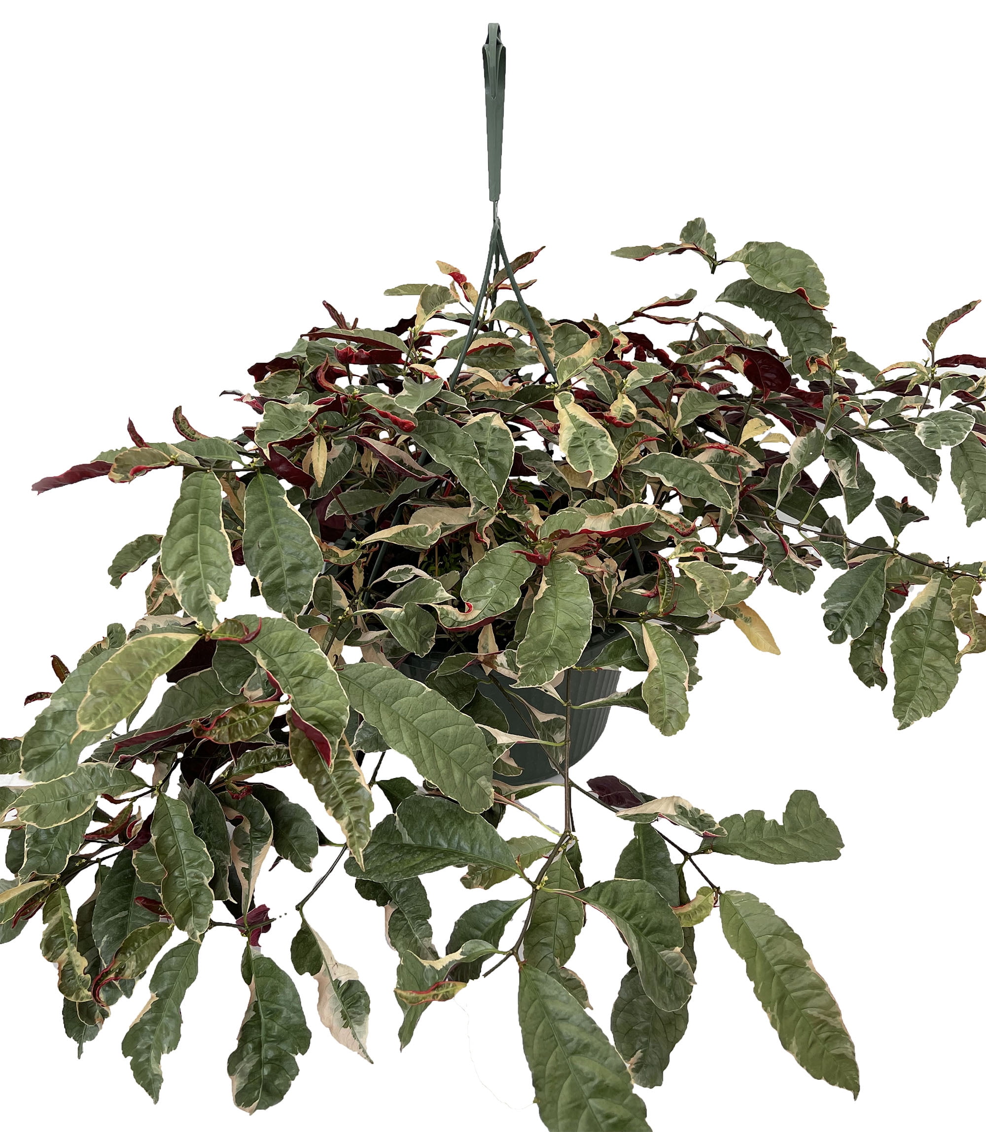 Jungle Fire Chinese Croton -Excoecaria cochinchinensis - 10" Hanging ...