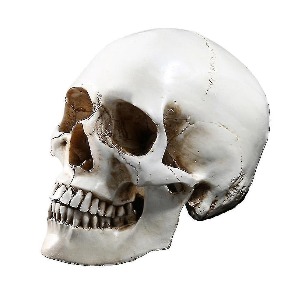 Lifesize 1:1 modelo de cráneo humano réplica resina médico anatómico ...
