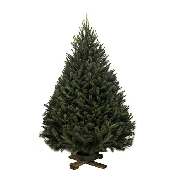 Árbol natural douglas 1.5 a 2.1 m | Walmart en línea