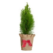 Shop Holiday Deals on Real Christmas Trees - Walmart.com