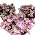 Tradescantia Pink Panther 2 inch Set of 3 Callisia repens Rosato Pink ...