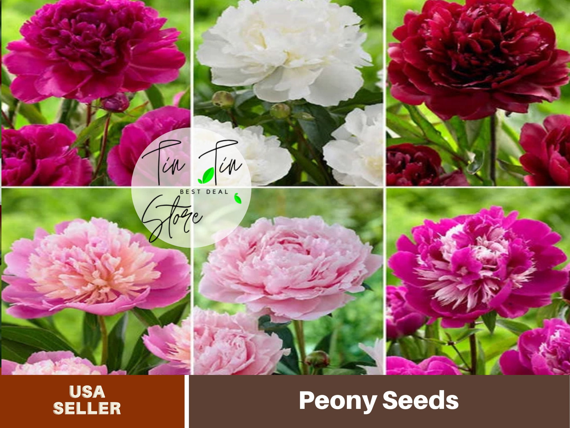 10+ Seeds| Lifetime Peony Collection Flower Seeds for planting in the ...