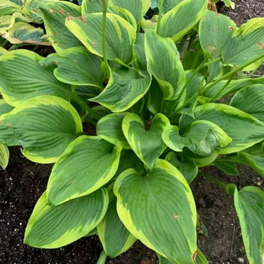 Proven Winners 10" Shadowland 'Miss America' Hosta (Hosta hybrid ...
