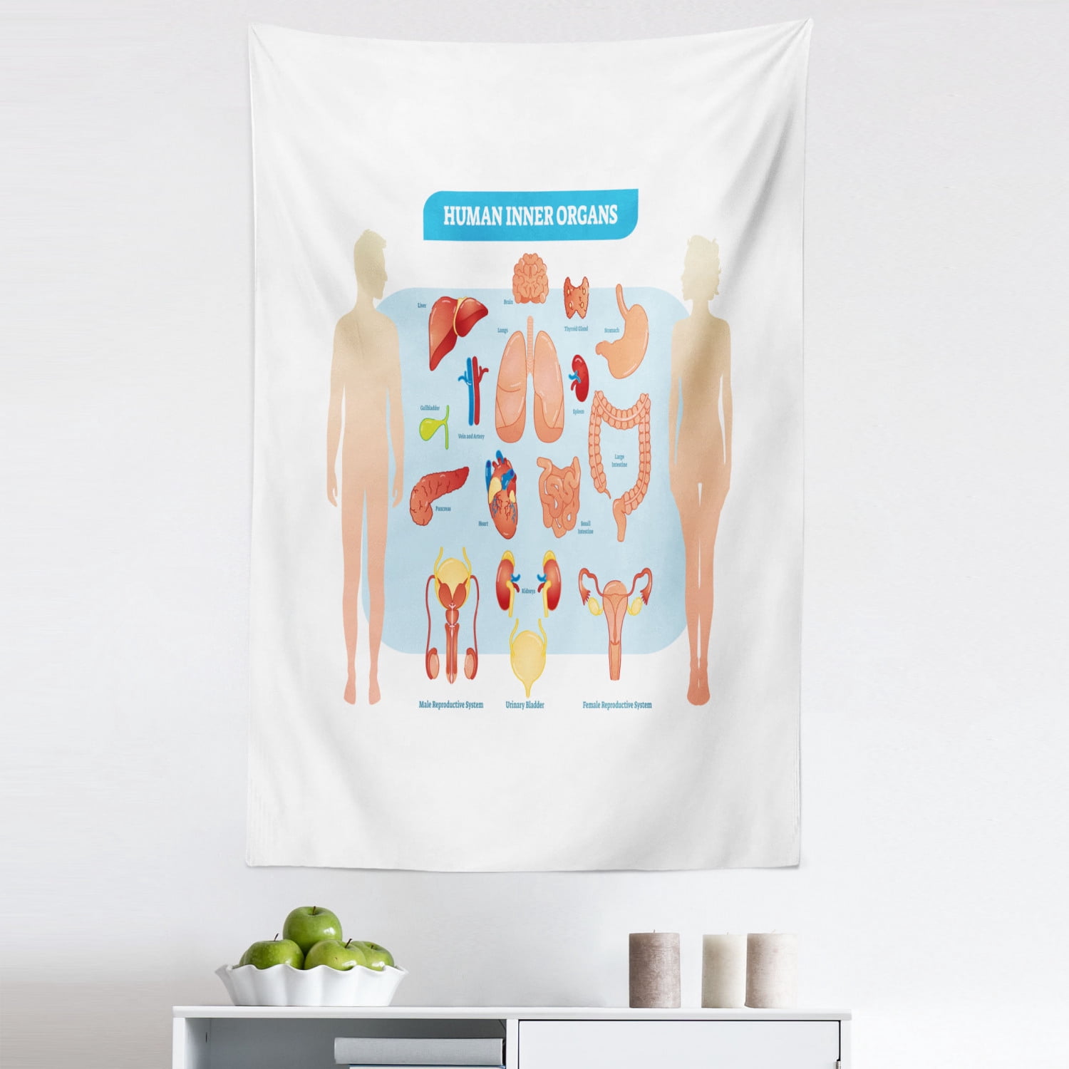 Anatomy Tapestry, Human Inner Organs List Infographic Male Female Body ...