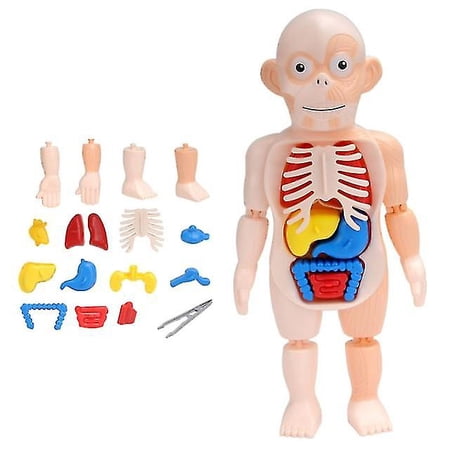 3d human torso model education assembly learning DIY toys human organs ...