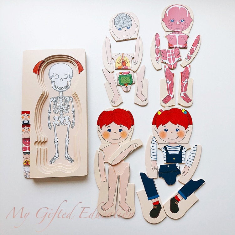 Click here for My Gifted Education 5 Layer Boy/Girl Human Body Pa... prices