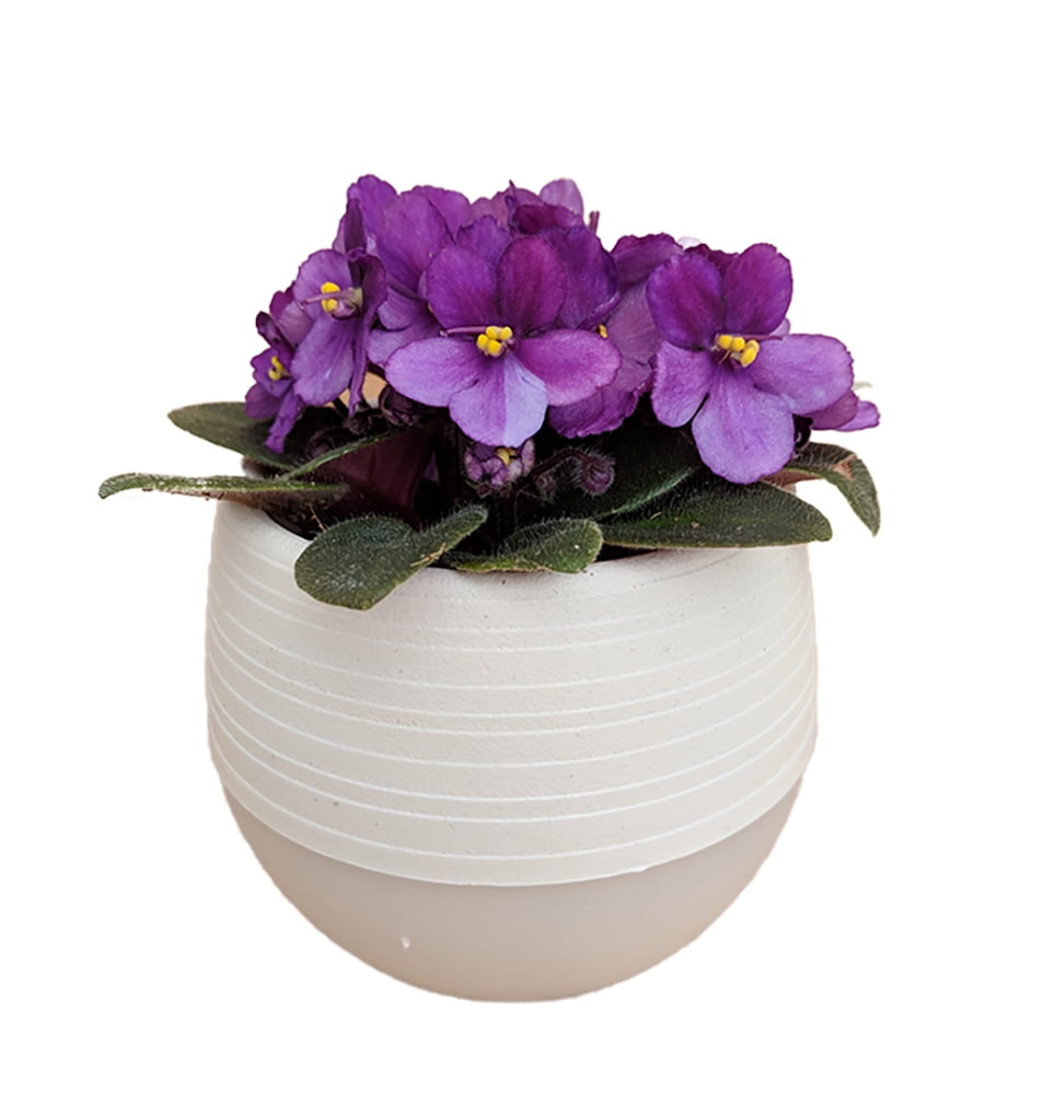 Miniature African Violet in 3" White Self-Watering Pot - Walmart.com