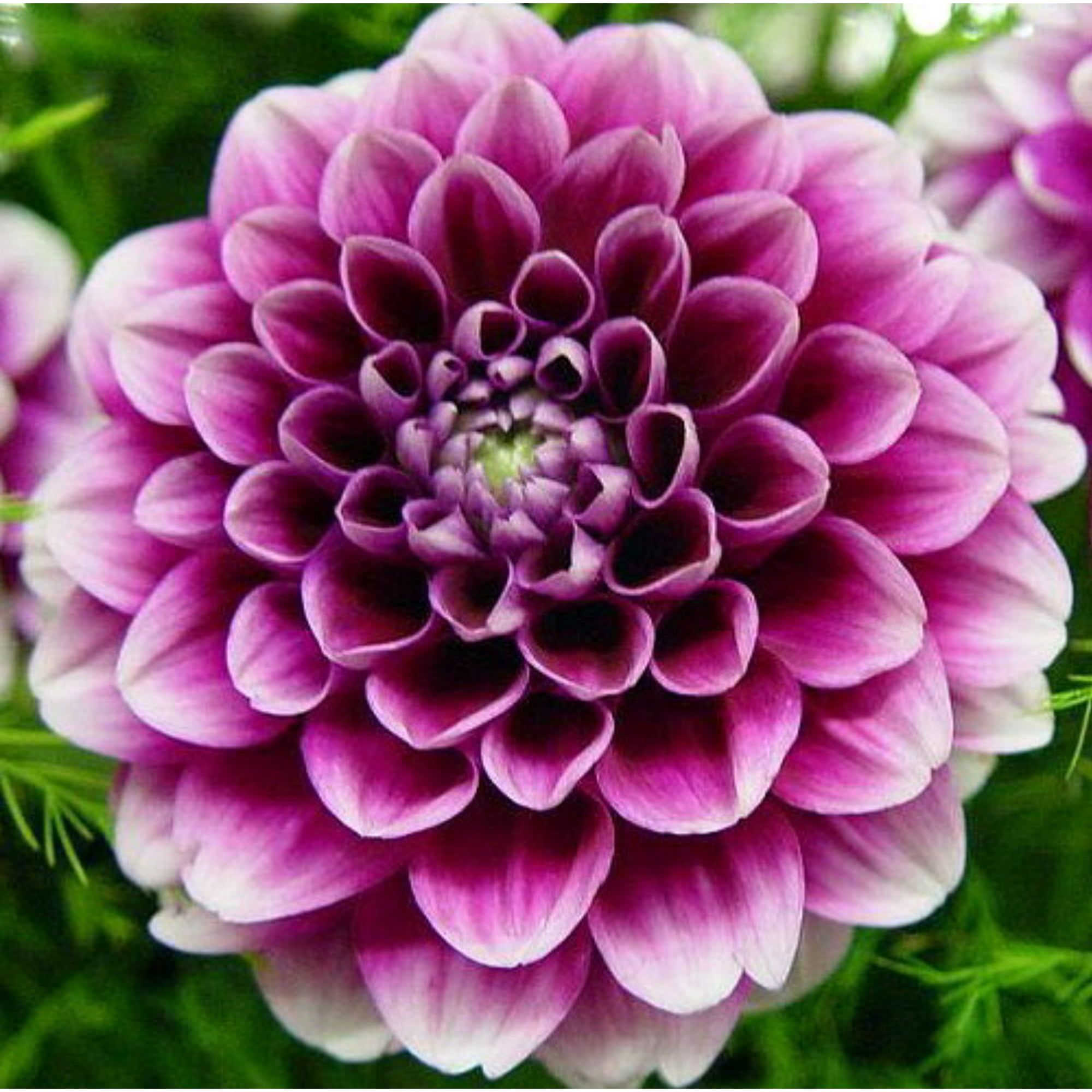 Purple Dahlia Flower
