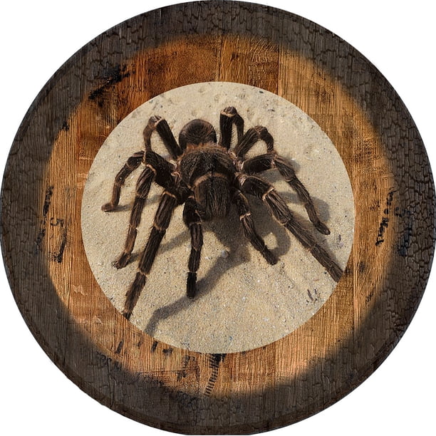 Wood Spuder