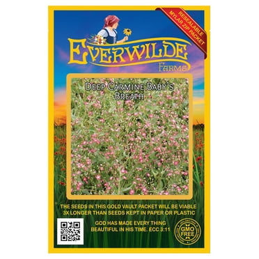 Gypsy Series Gypsophila Garden Seeds (Baby's Breath) - Deep Rose - 500 ...