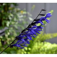 Birch's Double Flowering Geranium Dormant Bare Root Perennial Plants, 3 ...