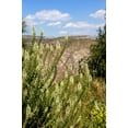 200 WHITE MIGNONETTE Reseda Alba Very FRAGRANT Flower Seeds - Walmart.com