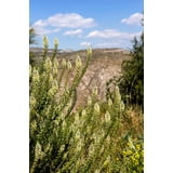 200 WHITE MIGNONETTE Reseda Alba Very FRAGRANT Flower Seeds - Walmart.com