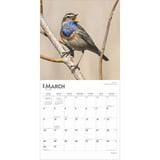 BrownTrout, Songbirds Square 2025 Wall Calendar - Walmart.com