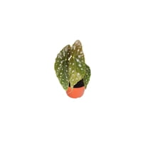 California Tropicals Begonia Maculata, Fully Rooted Plant in 4-Inch Pot ...