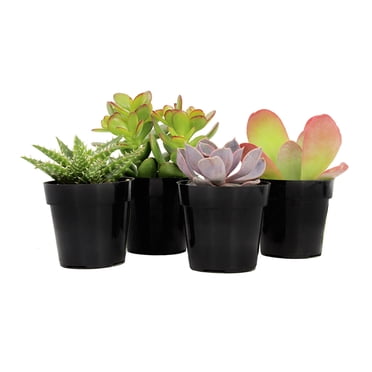 Red Taco Plant, 4 inch Peperomia graveolens Ruby Glow - Walmart.com