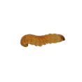 DMF Bait Co. Butterworms Live Bait for Pond Fish, 20 Count - Walmart.com