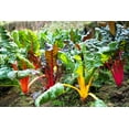 150 Mixed Colors Northern Lights Swiss Chard (Perpetual Spinach) Beta ...