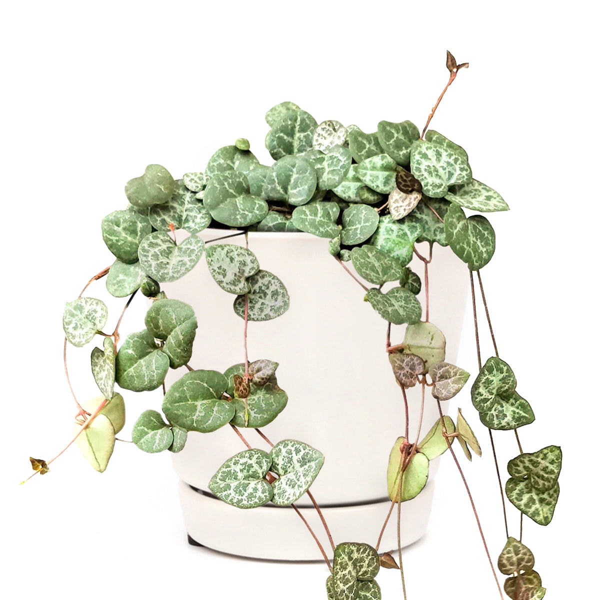 String of Heart - Ceropegia Woodii Trailing Succulent (6"+ Minimalist ...