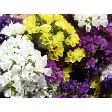 50 APRICOT BEAUTY STATICE Limonium Sinuatum Flower Seeds - Walmart.com