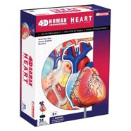 4D Human Heart Anatomy Model Science Kit - Walmart.com