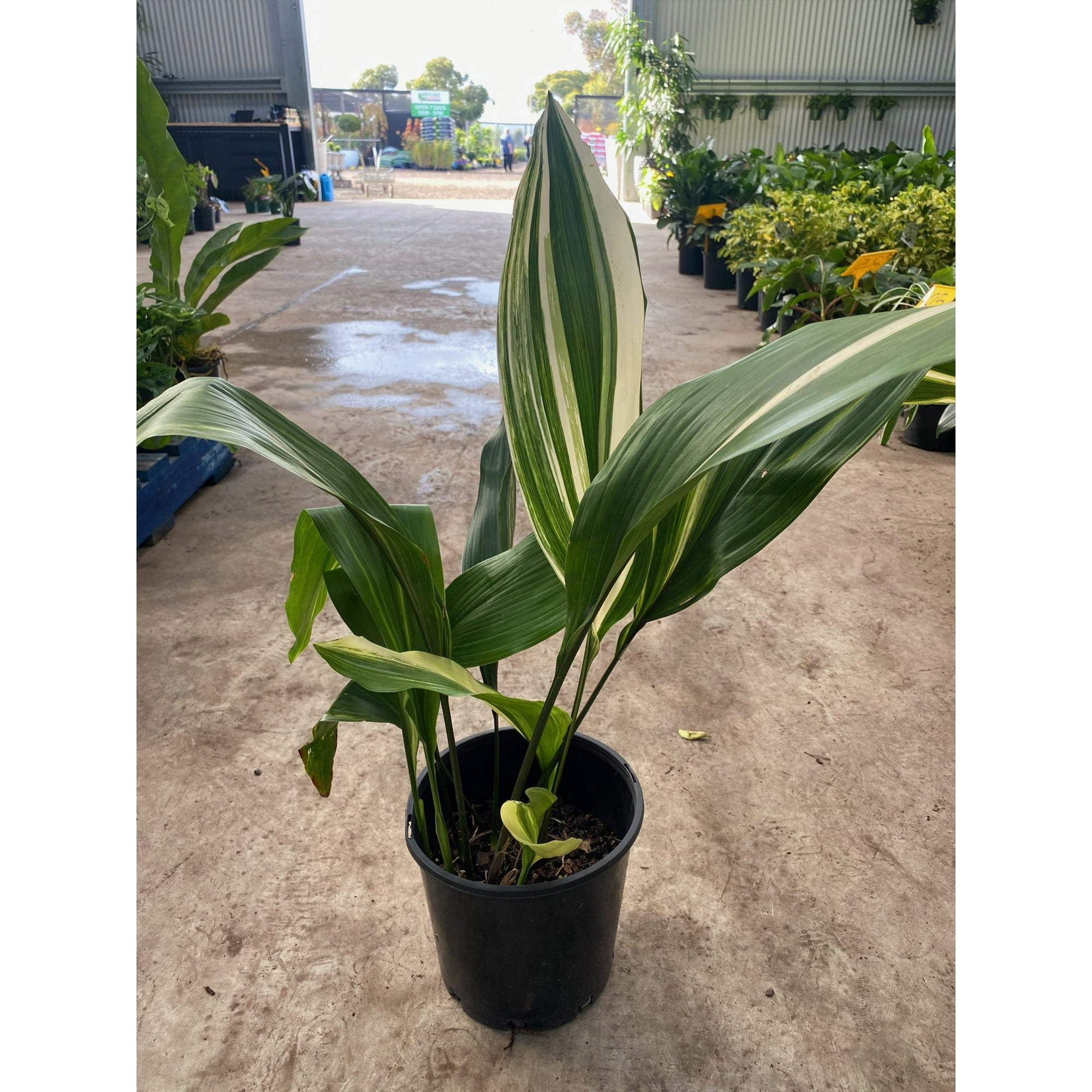 Aspidistra Elatior