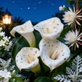 Giant Calla Lily For Planting Ideal for Gardening Deer Resistant ...