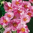 Drought Tolerant Peppermint Moss Rose Ground Cover Plant Seeds - 500 ...